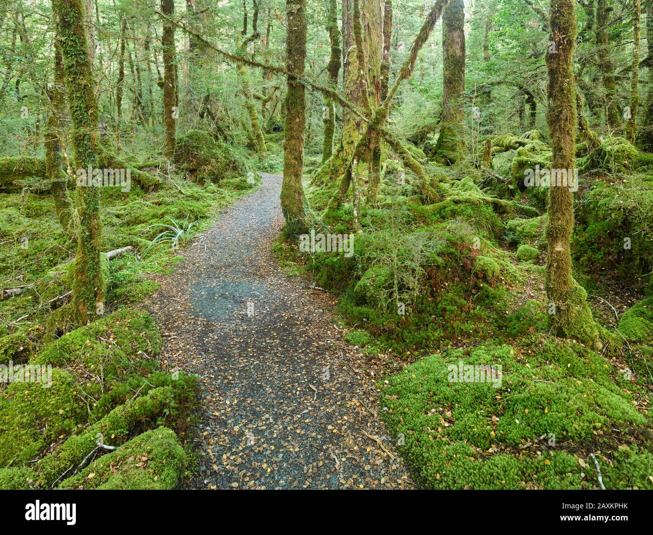 Rainforest at Lake Gunn Walkway, Fiordland National Park, Southland ...