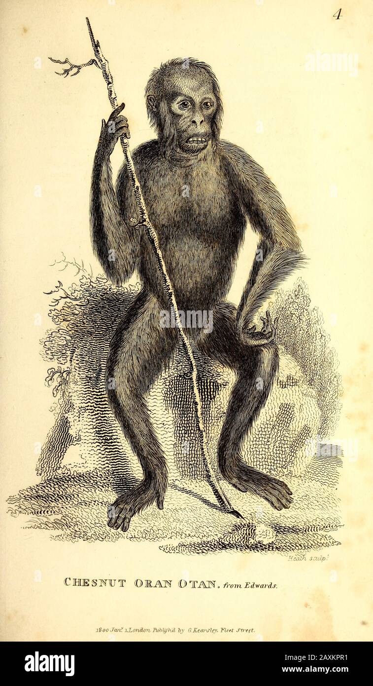 Orangutan taxonomy hi-res stock photography and images - Alamy