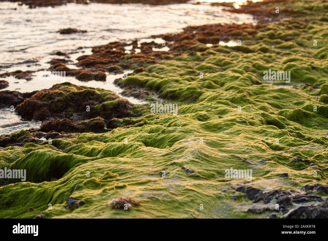 Water Seaweed Rocks High Resolution Stock Photography and Images - Alamy