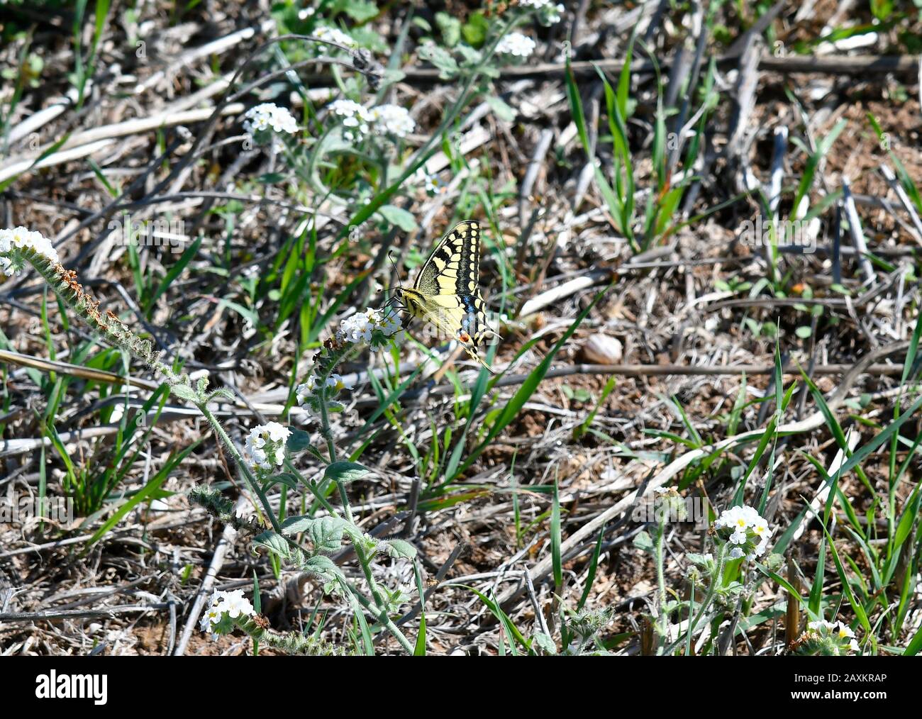 Greece, old world swallowtail butterfly Stock Photo - Alamy