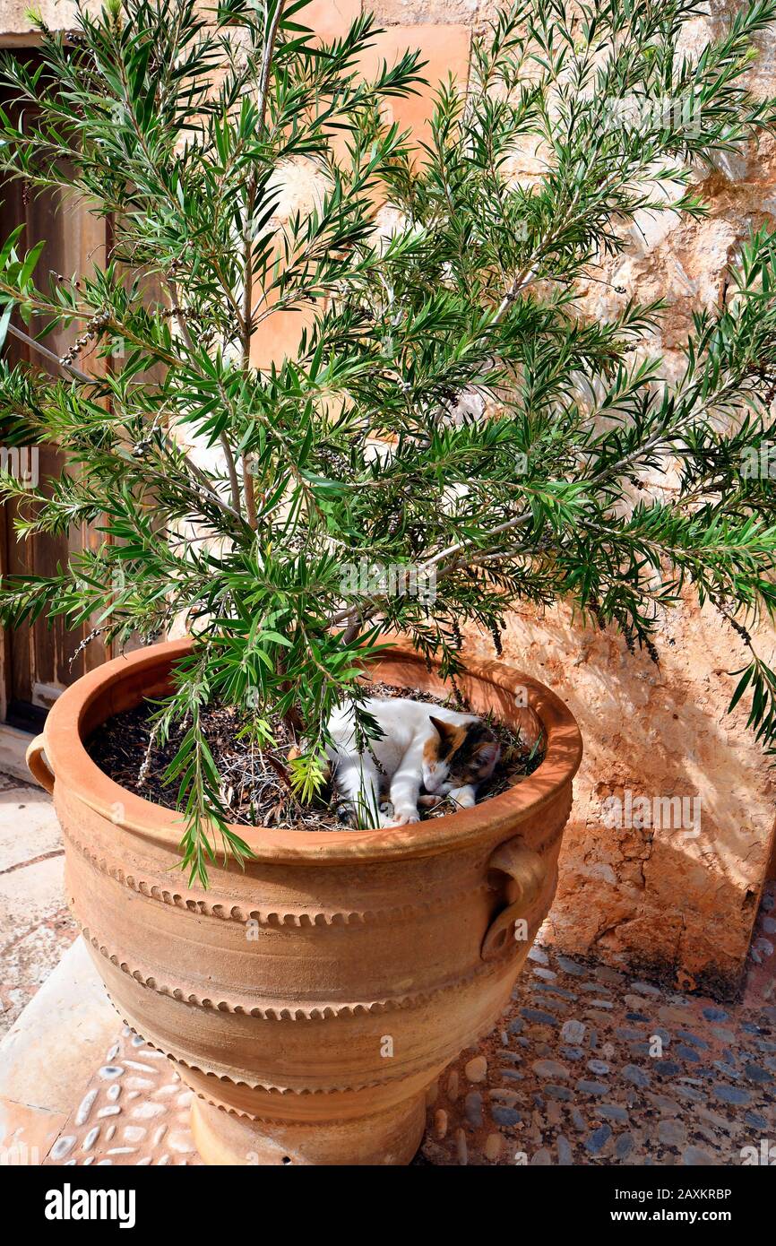 Greece, Crete Island, cat sleeping in flower pot in monastery of Agia ...