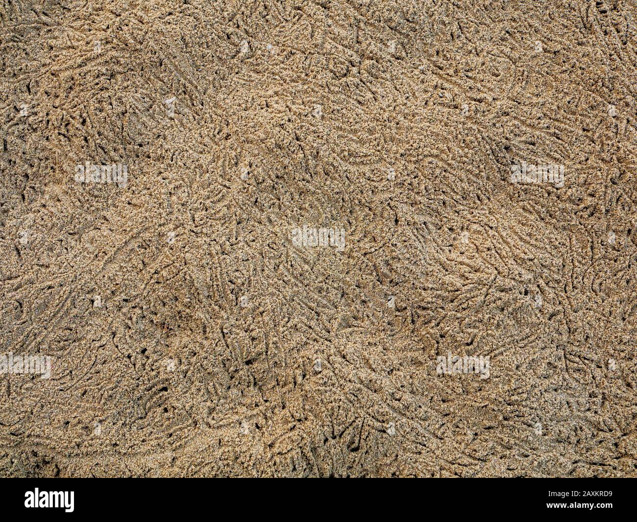 Natural sand balls create by ghost crabs on the beach,making a nice ...
