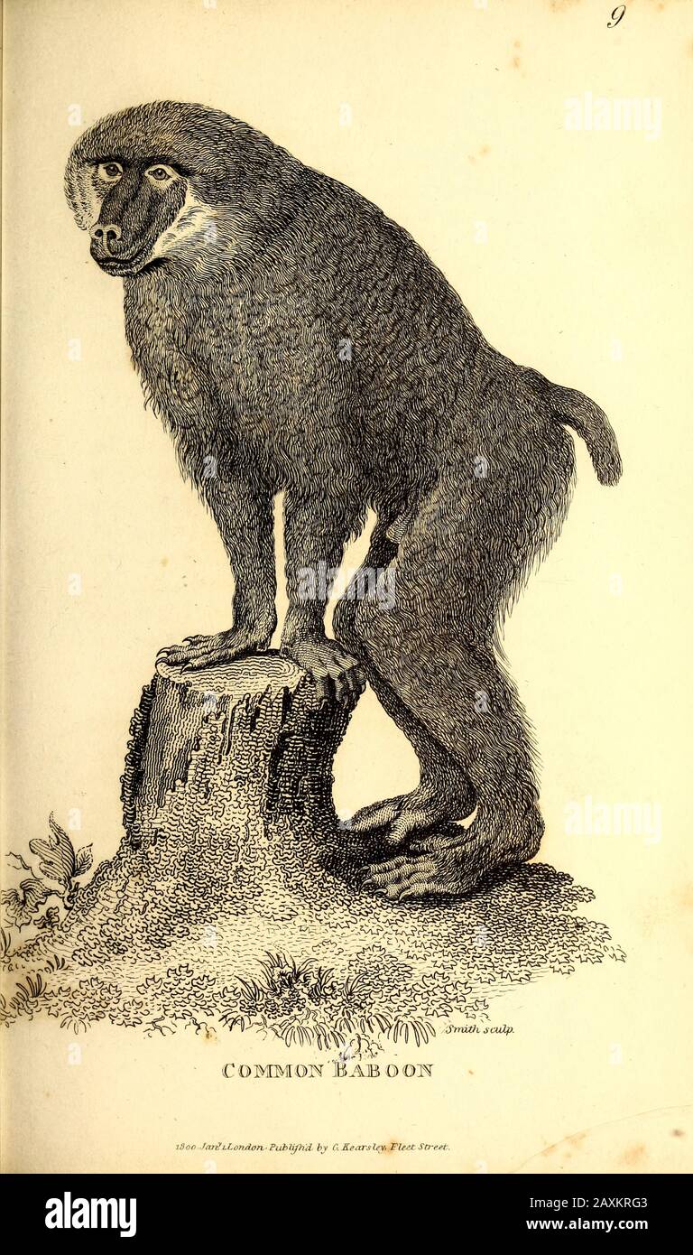 Common Baboon from General zoology, or, Systematic natural history Part ...