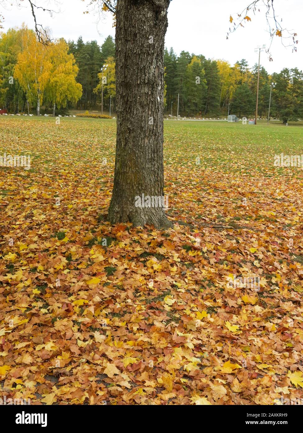 AUTUMN leaves under a maple tree Stock Photo - Alamy