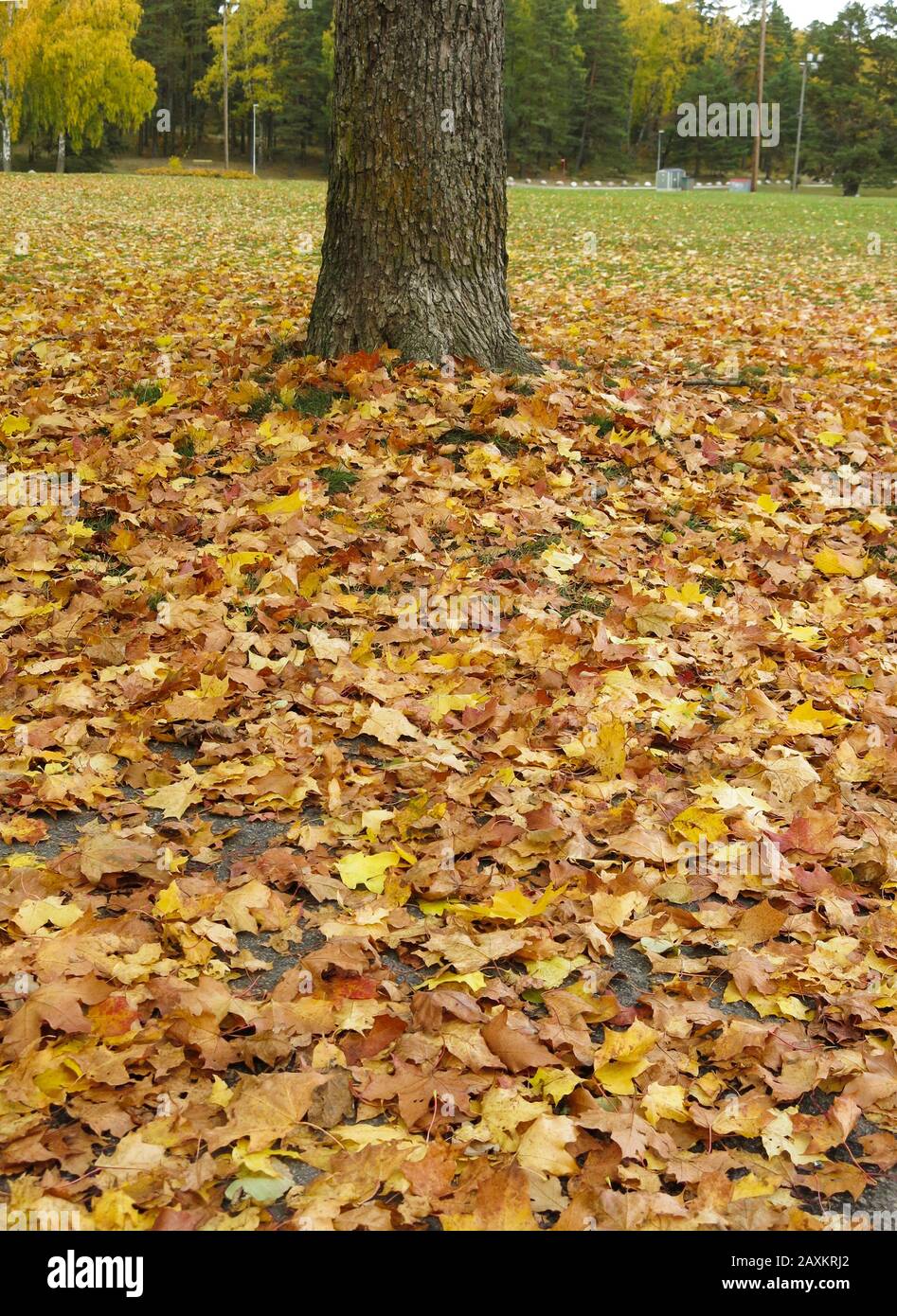 AUTUMN leaves under a maple tree Stock Photo - Alamy