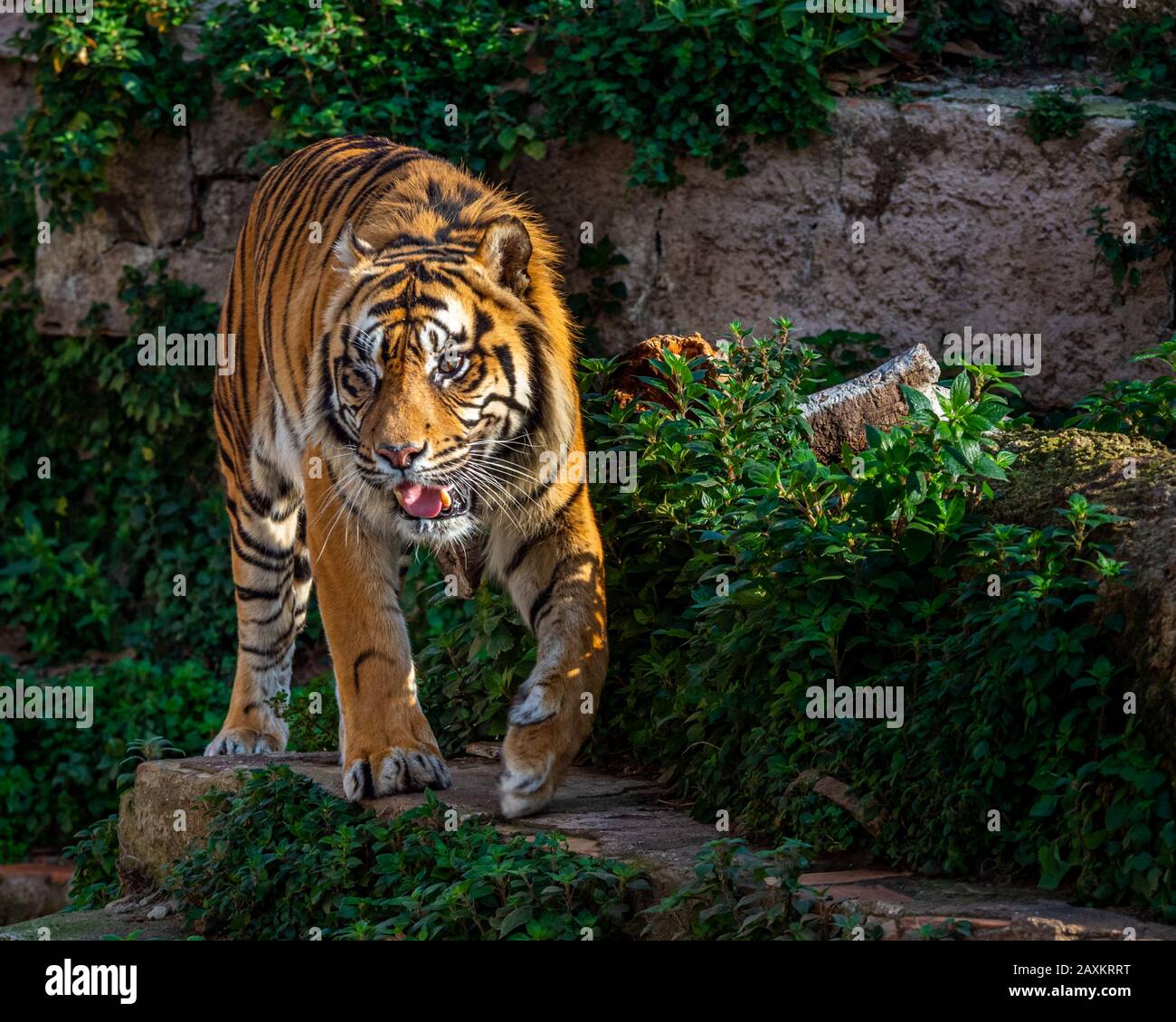 A one eyed sumatran tiger on prowl he lost his sight from a wound which ...