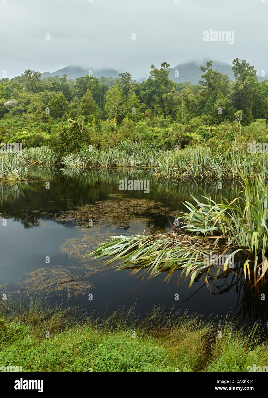 Rainforest at Lake Paringa, West Coast, South Island, New Zealand ...