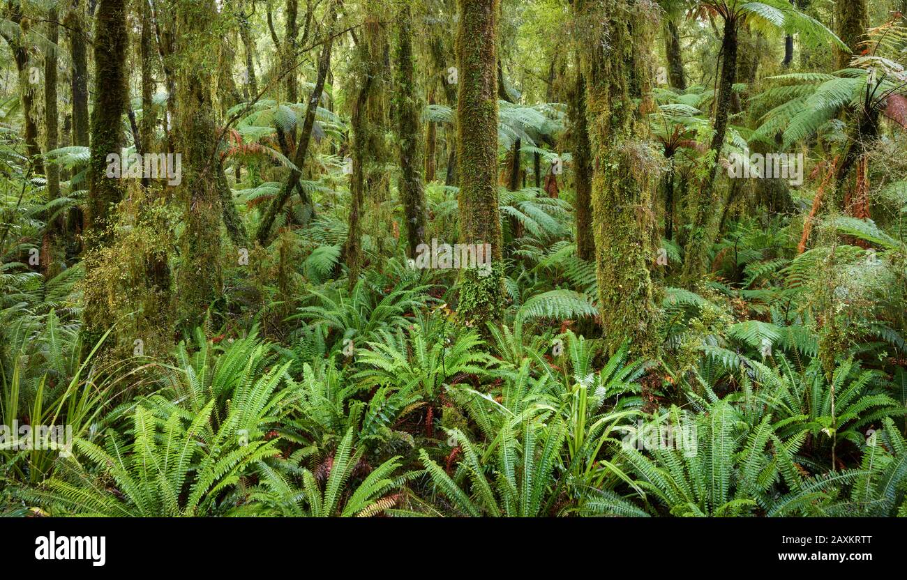 Rainforest at Lake Paringa, West Coast, South Island, New Zealand ...