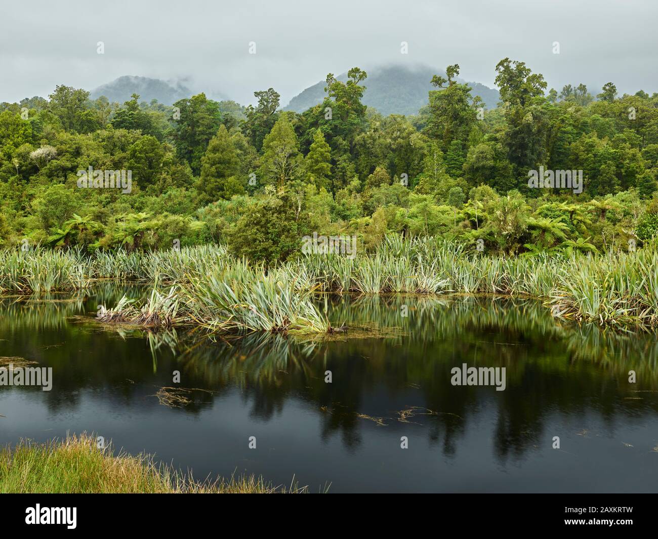 Rainforest at Lake Paringa, West Coast, South Island, New Zealand ...