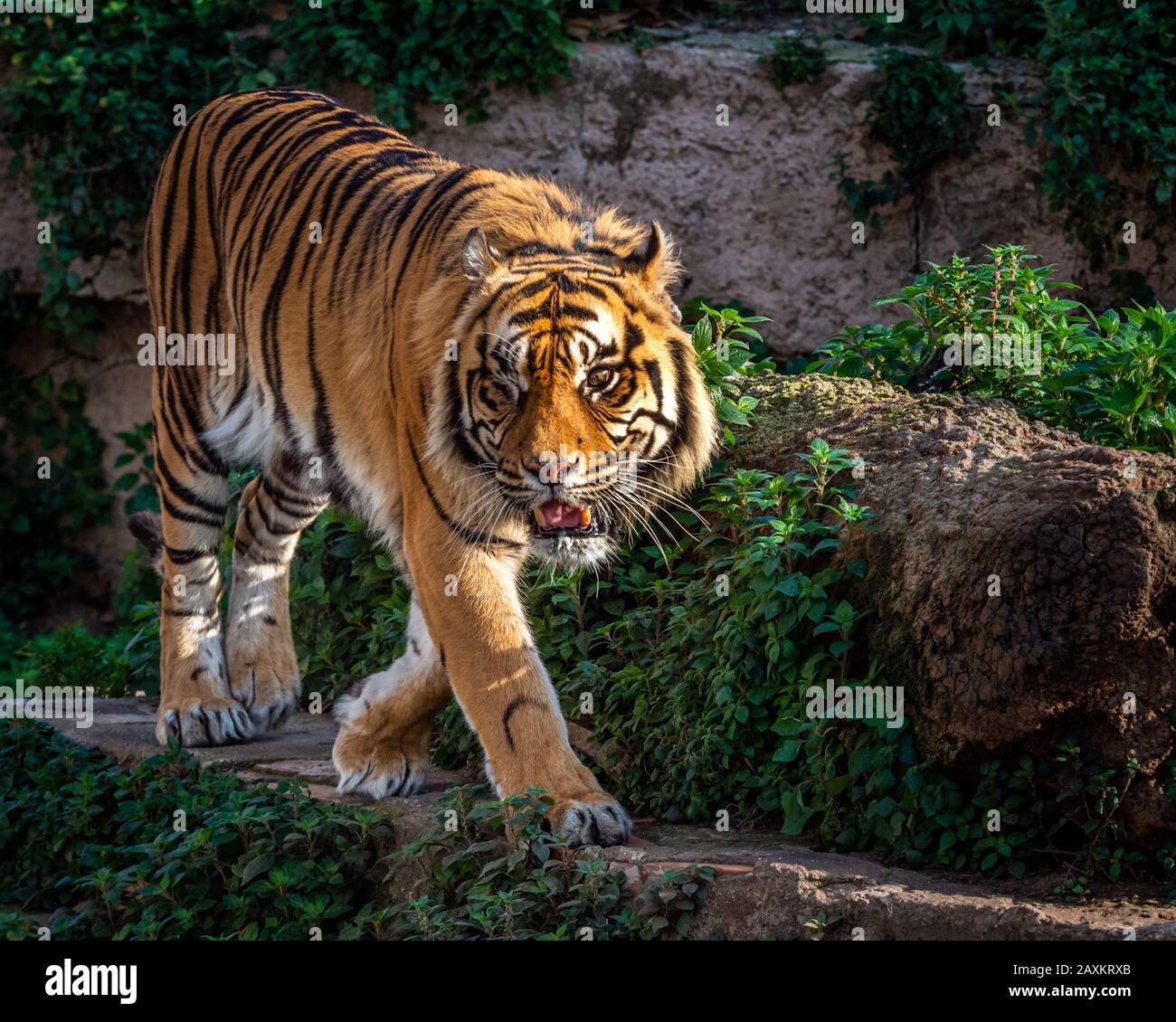 A one eyed sumatran tiger on prowl he lost his sight from a wound which ...