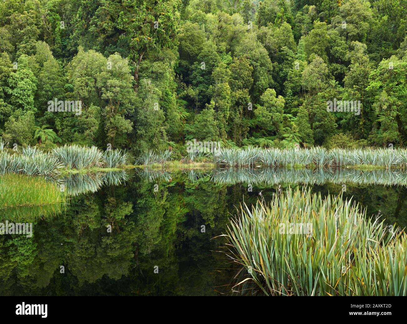 Lake Matheson, Westland National Park, West Coast, South Island, New ...