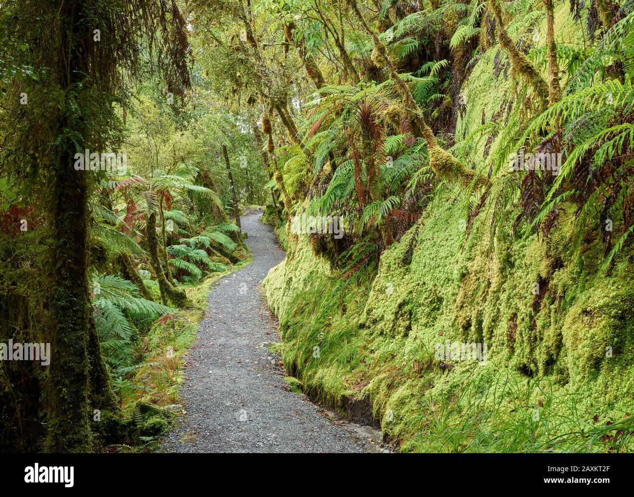 Jungle westland hi-res stock photography and images - Alamy