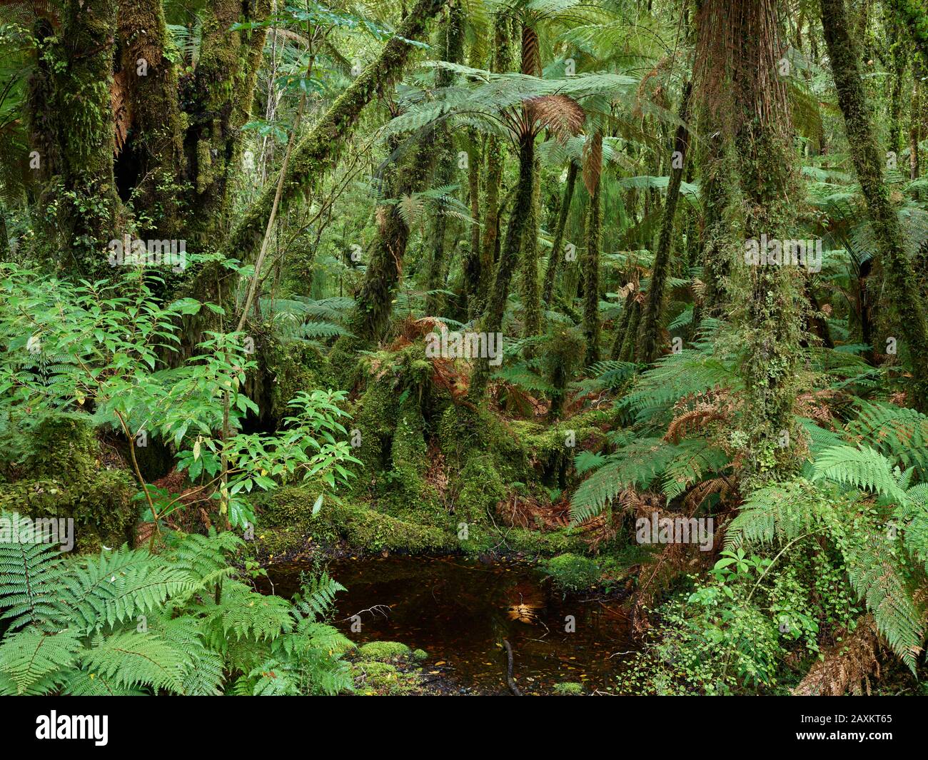 Rainforest near Fox Glacier, Westland National Park, West Coast, South ...