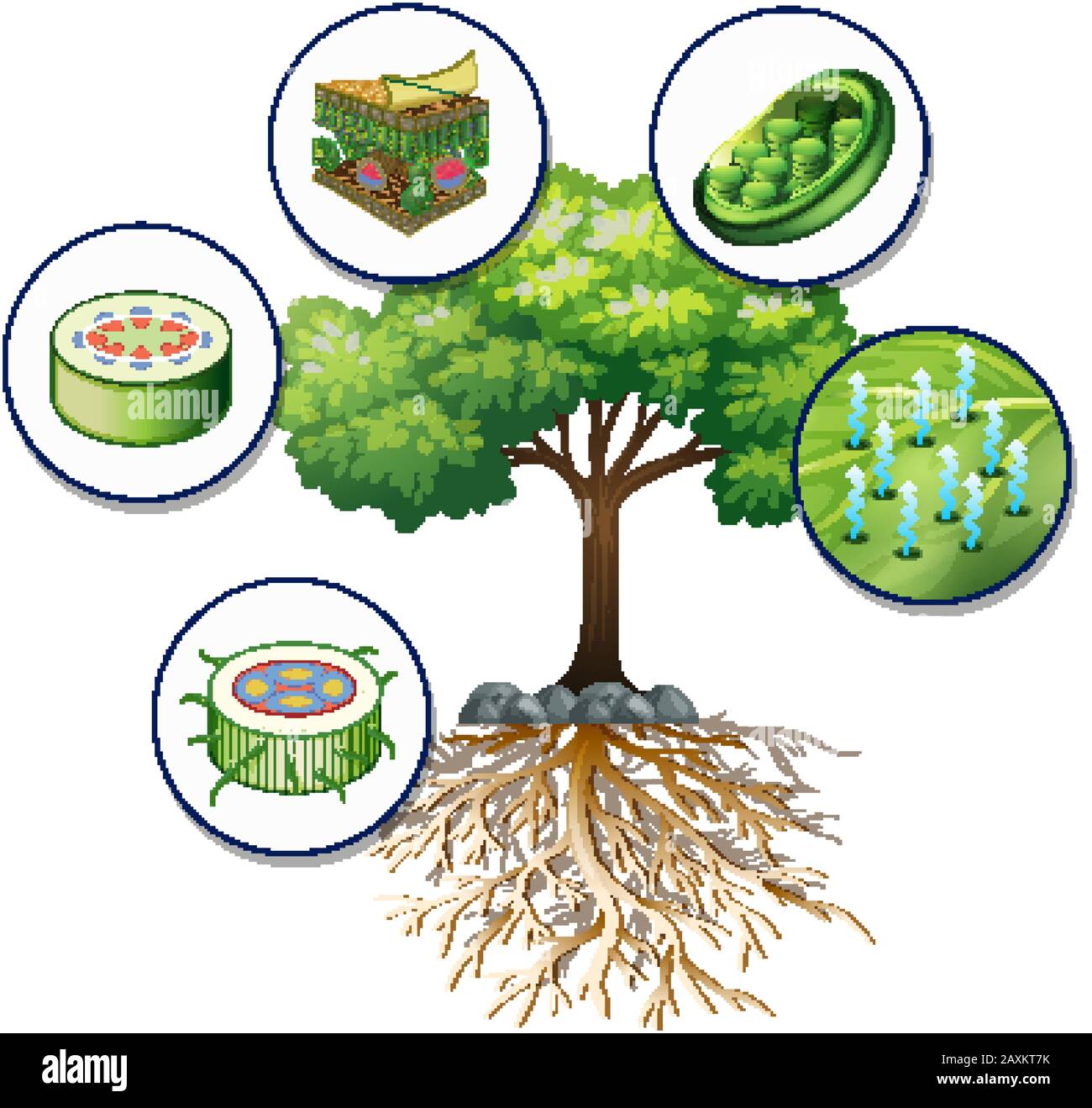 Big green tree and close plant cells illustration Stock Vector Image ...