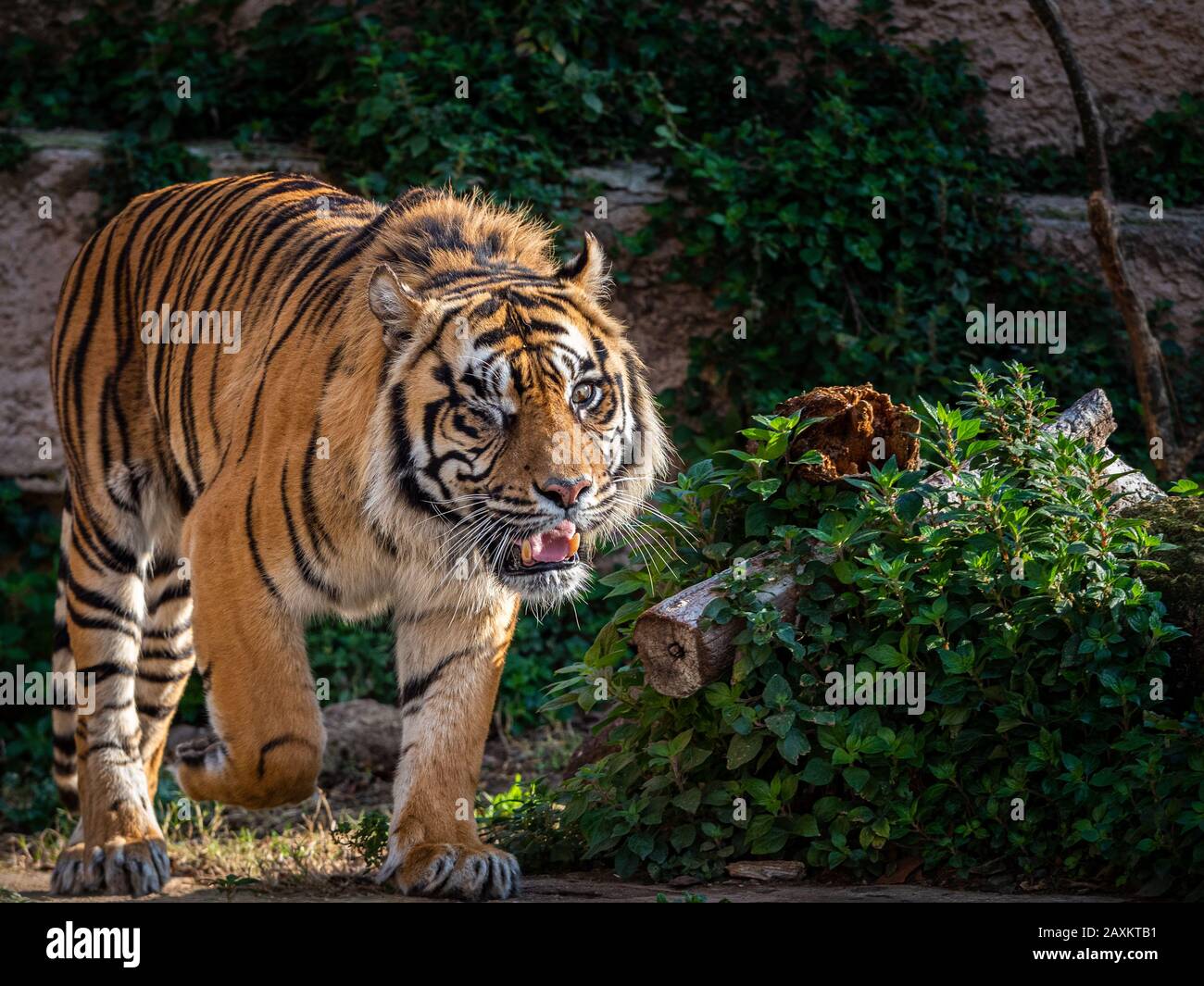 A one eyed sumatran tiger on prowl he lost his sight from a wound which ...