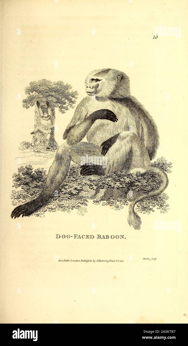 Dog faced monkey hi-res stock photography and images - Alamy