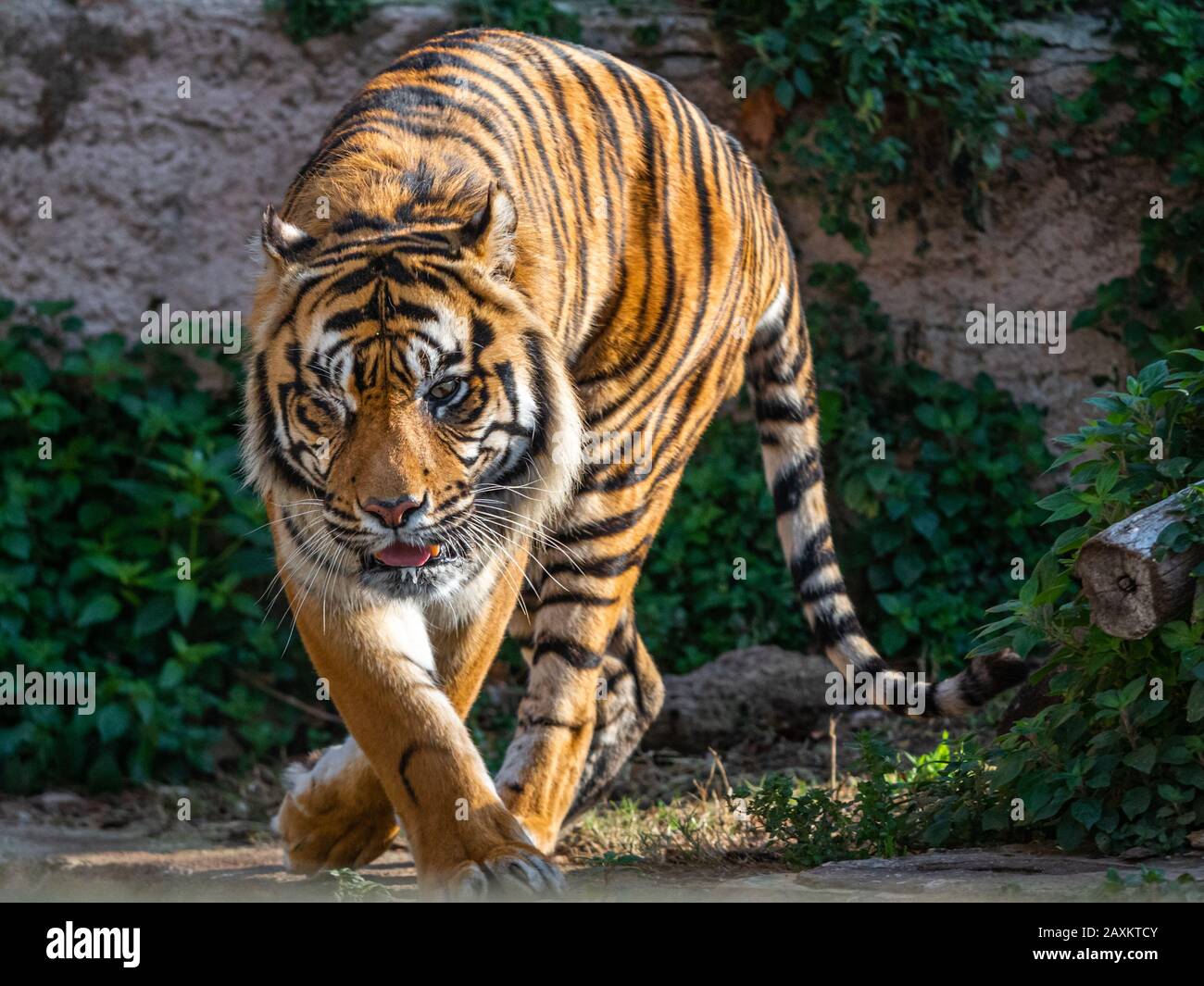 A one eyed sumatran tiger on prowl he lost his sight from a wound which ...
