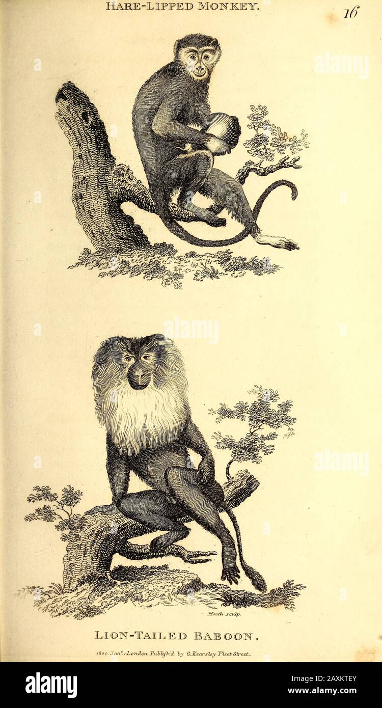 Engraving illustration lion animal 18th century hi-res stock ...