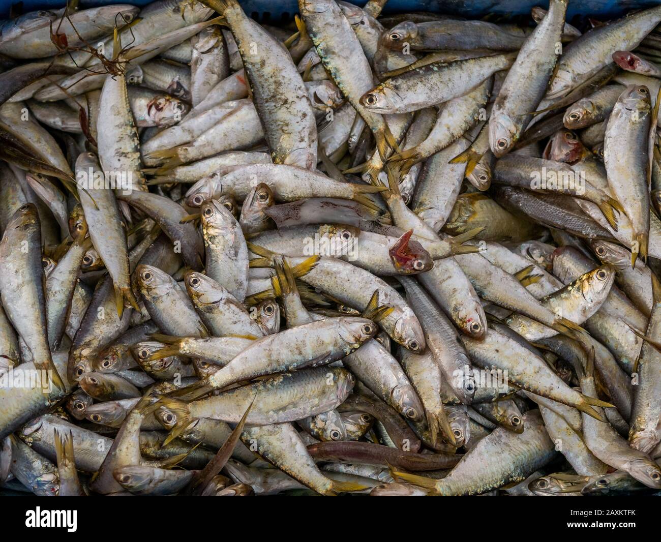 Fresh fish catch on sale at local fish market in Maharashtra, India ...