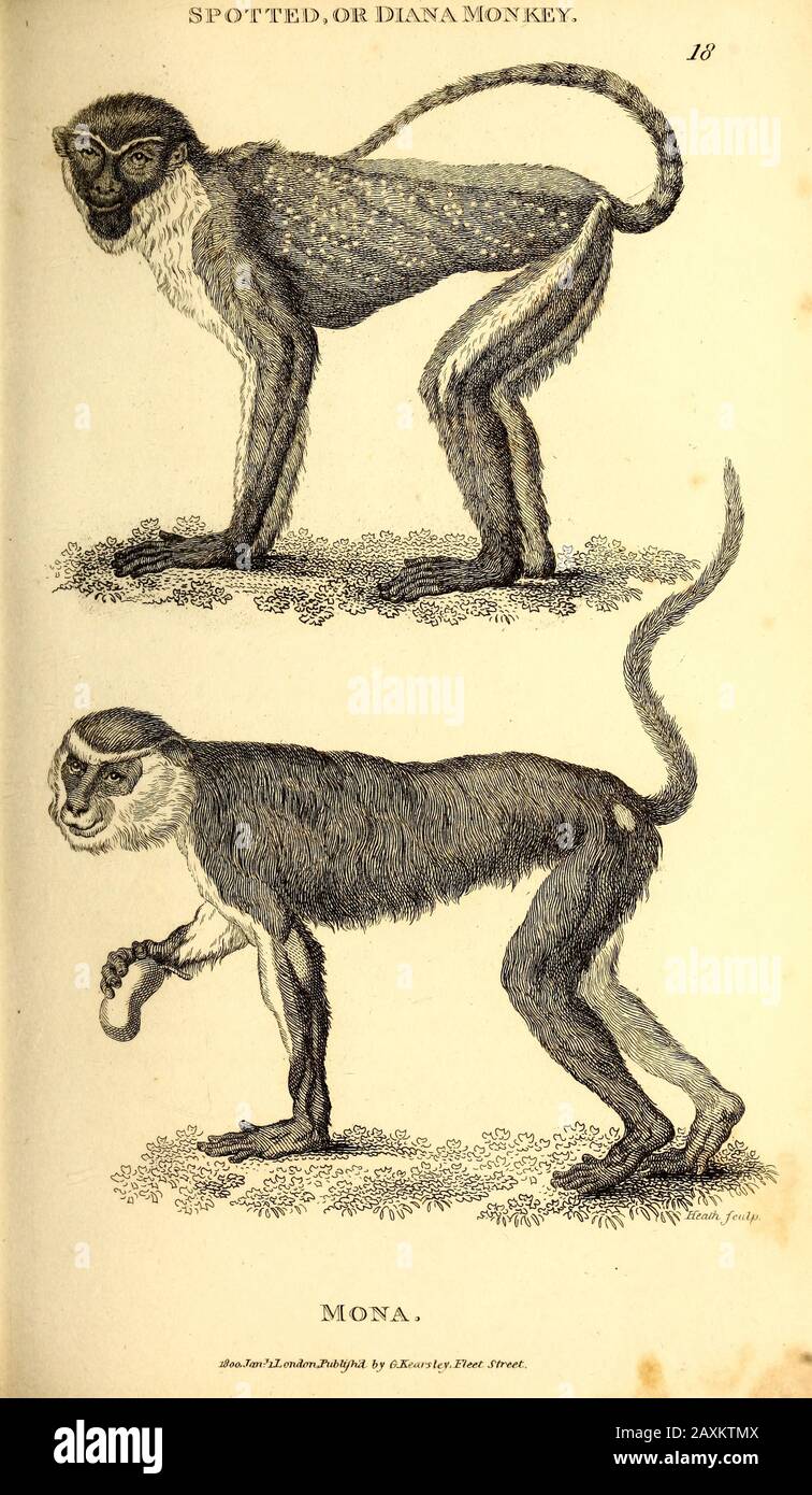 Mona and Spotted Monkey from General zoology, or, Systematic natural ...