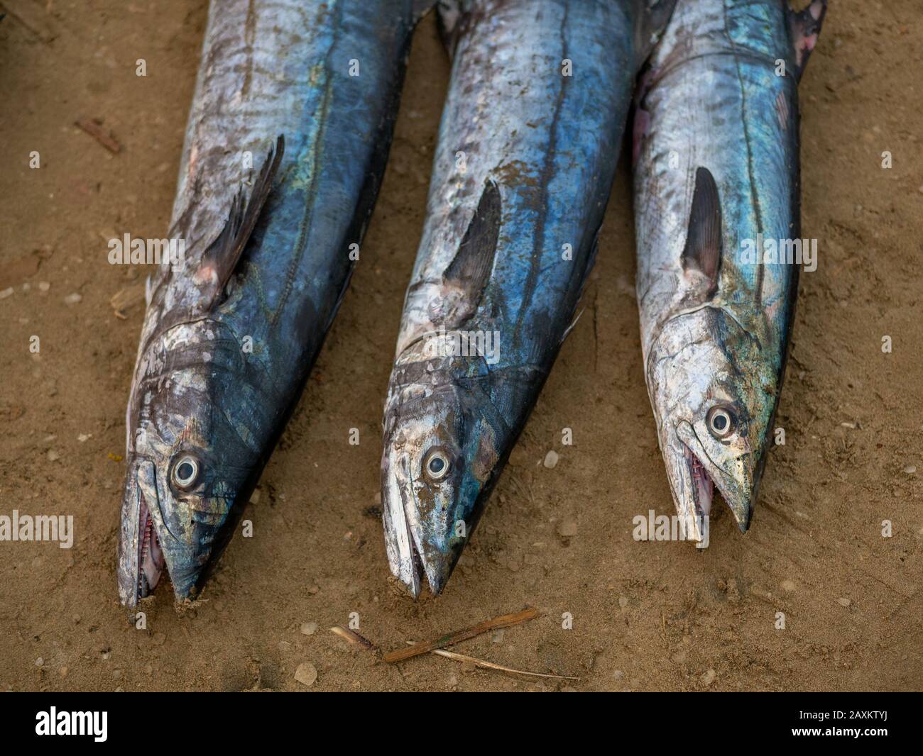 Fresh fish catch on sale at local fish market in Maharashtra, India ...