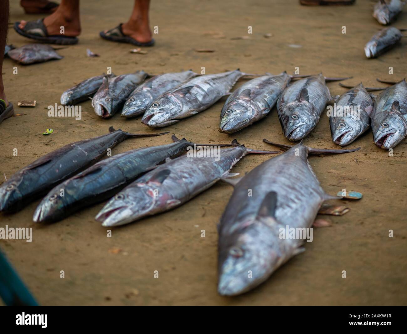 Fresh fish catch on sale at local fish market in Maharashtra, India ...