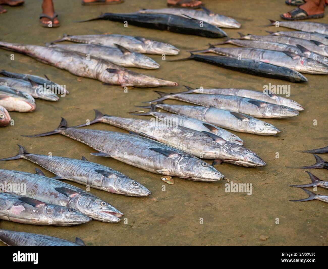 Fresh fish catch on sale at local fish market in Maharashtra, India ...