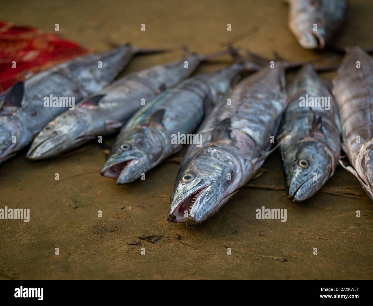 Fresh fish catch on sale at local fish market in Maharashtra, India ...