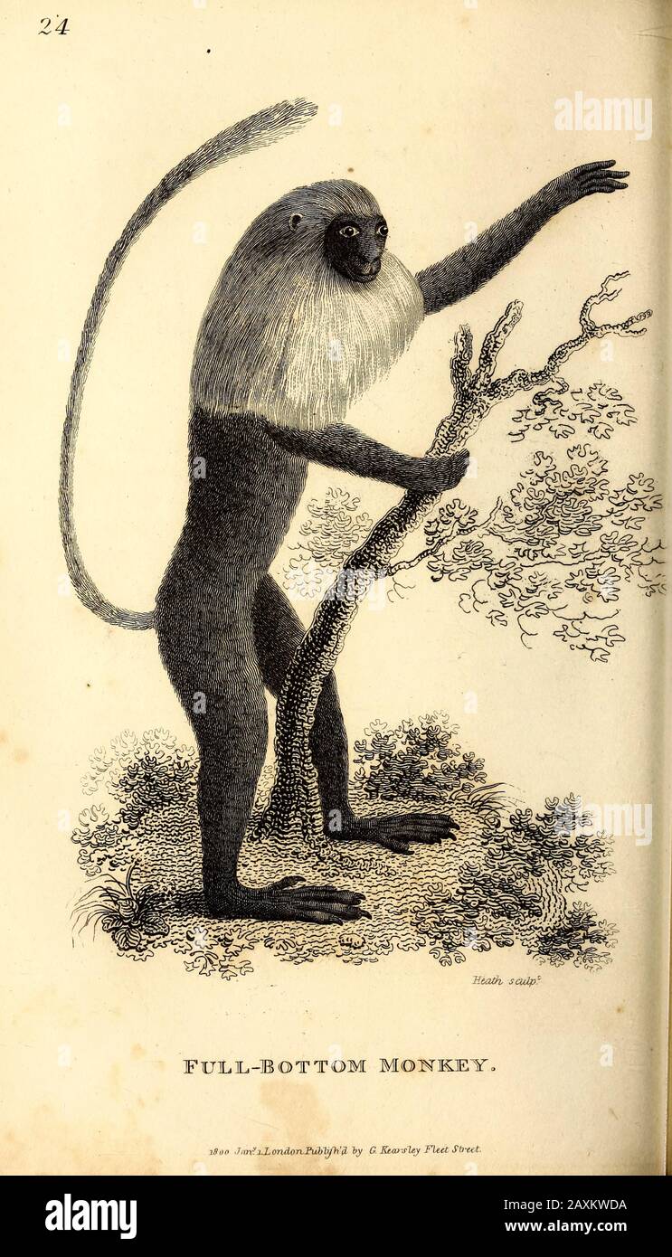 Monkey bottom hi-res stock photography and images - Alamy