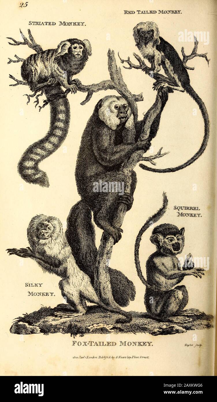 Various Monkeys from General zoology, or, Systematic natural history ...