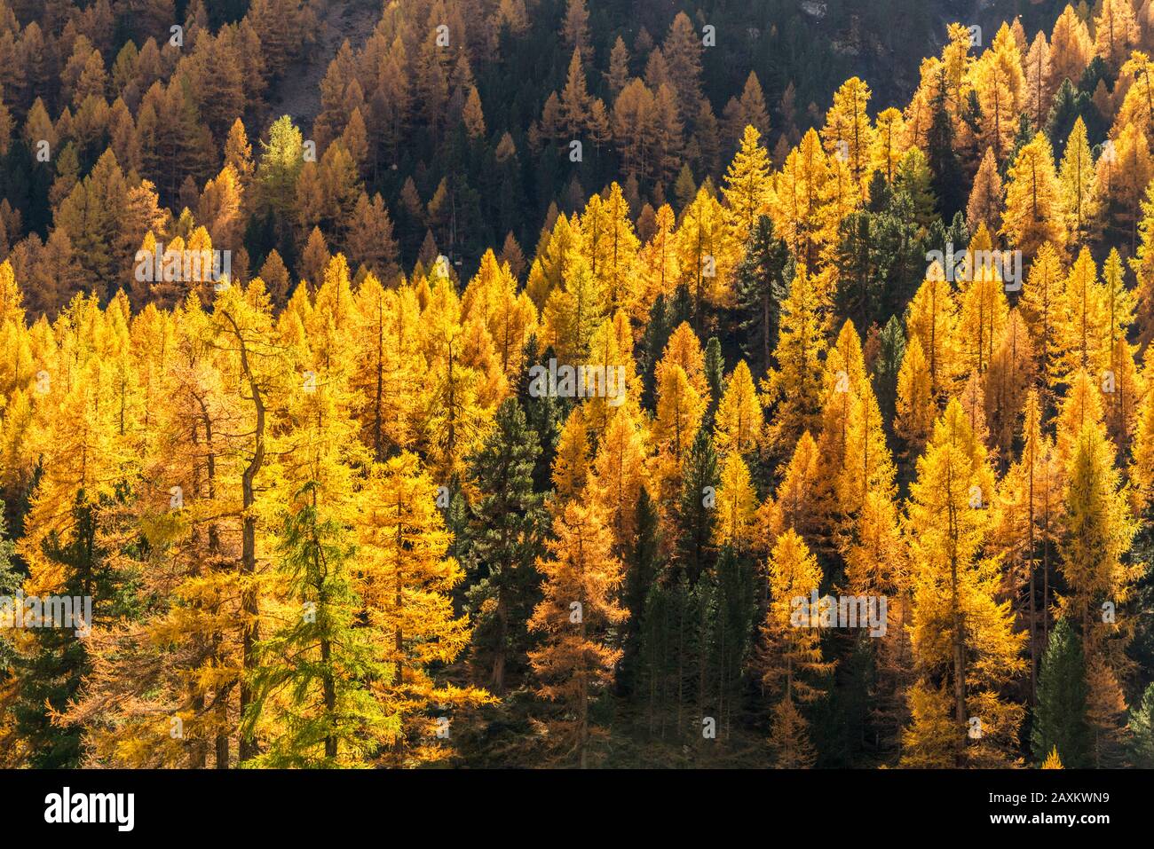 Forest of yellow and orange larch trees during autumn, Engadine, canton ...