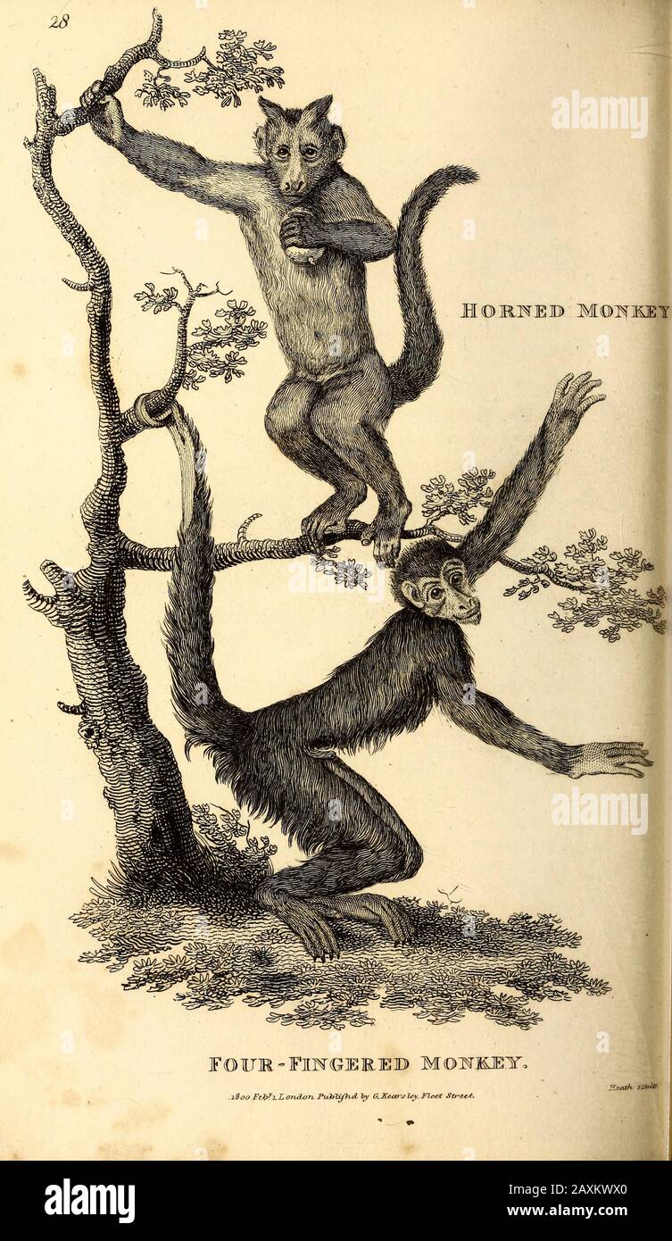 Four fingered monkey hi-res stock photography and images - Alamy