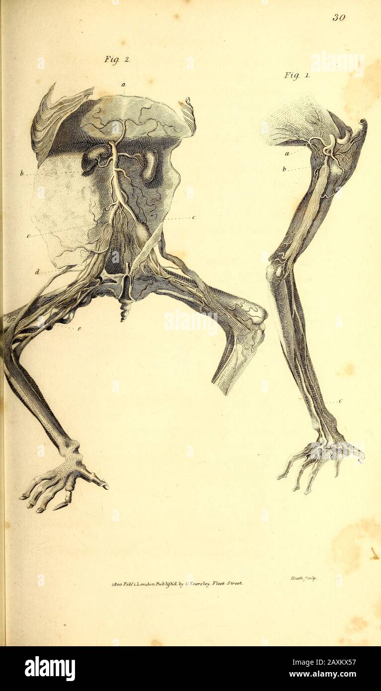 lemur anatomy from General zoology, or, Systematic natural history Part ...