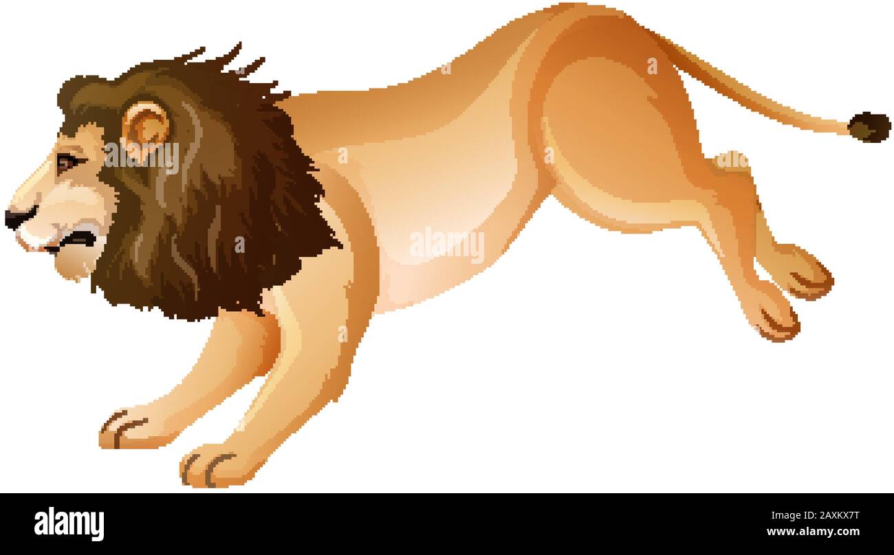 Wild lion jumping on white background illustration Stock Vector Image ...