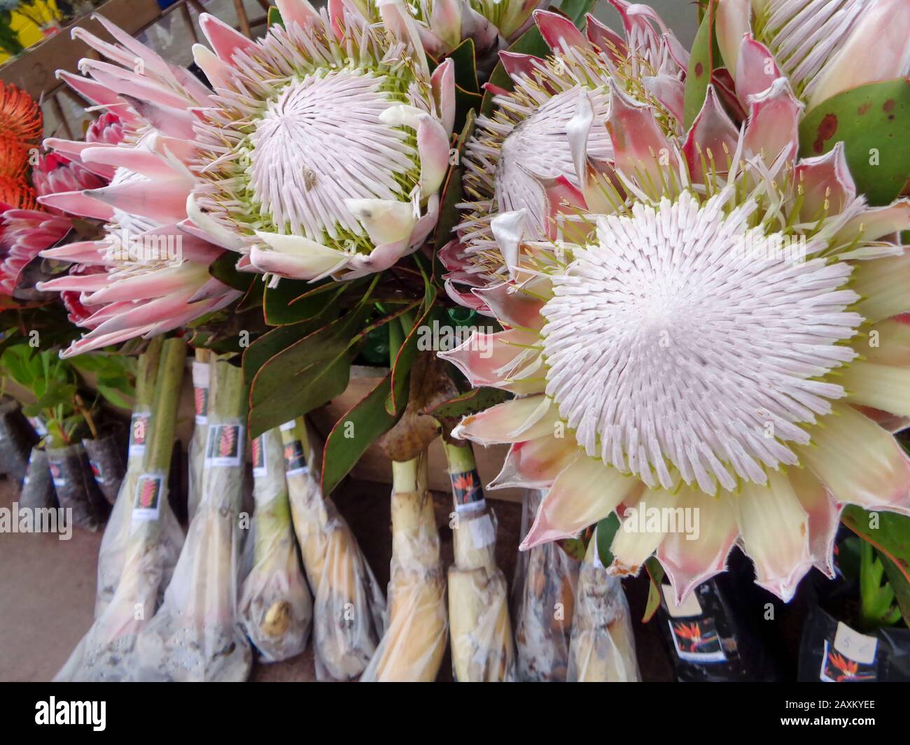Captivating structure hi-res stock photography and images - Alamy
