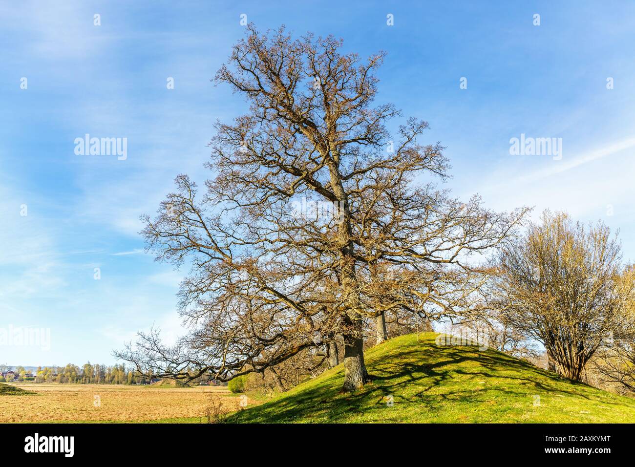 Oak tree at a hill in a rural spring landscape Stock Photo - Alamy