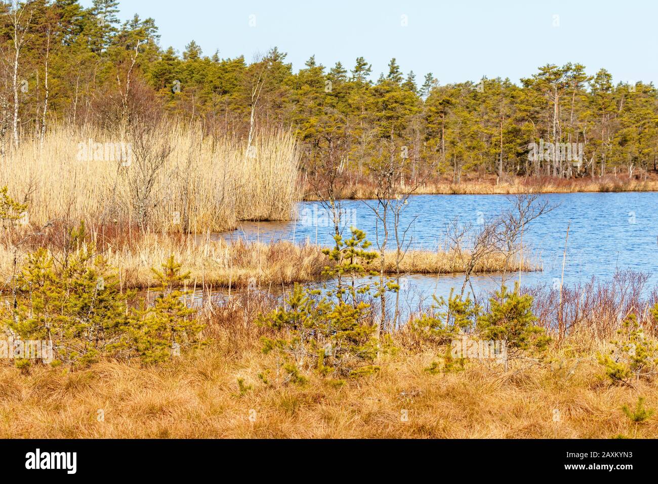 Wetland and boreal forest hi-res stock photography and images - Alamy