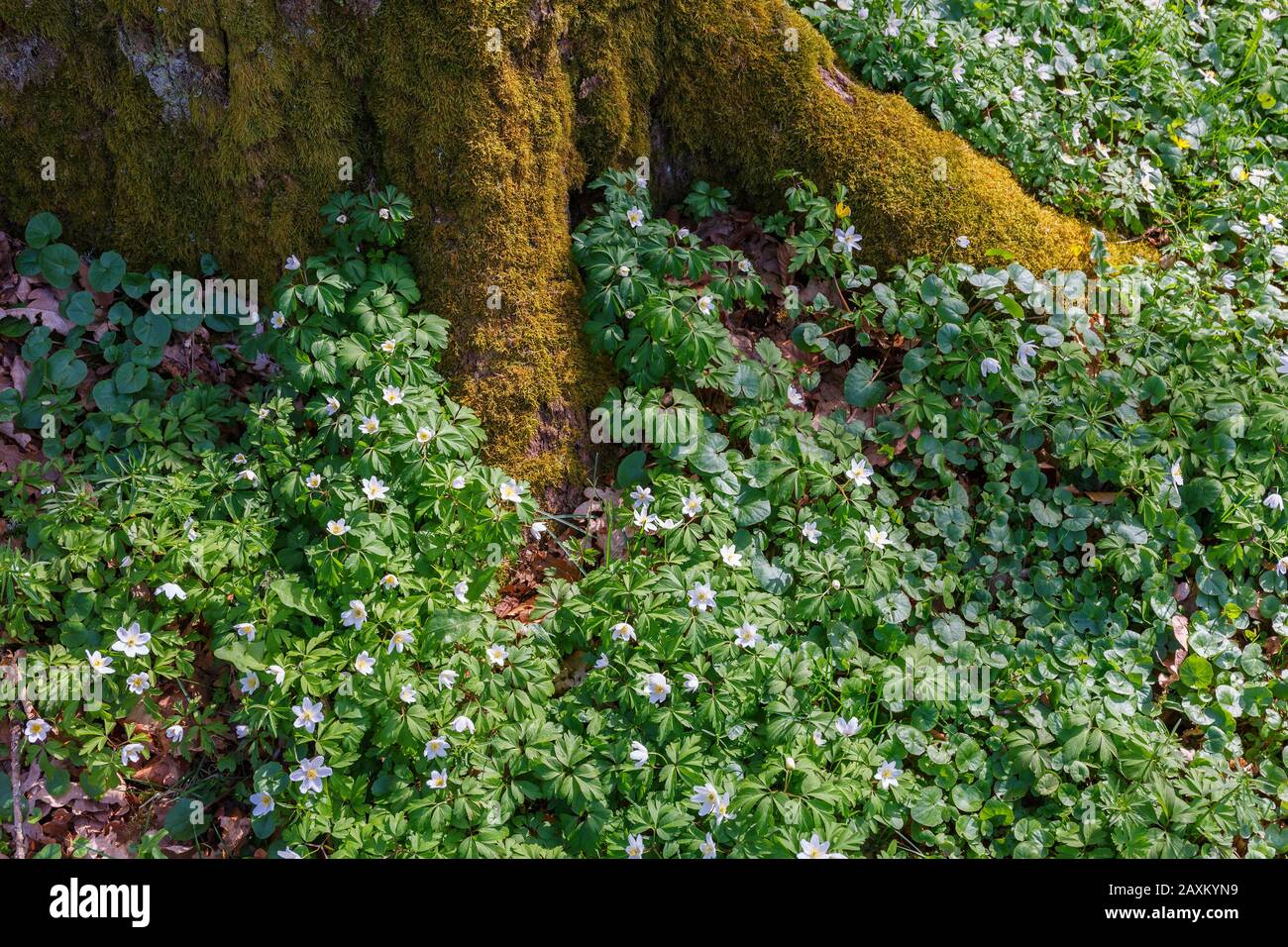 Blossom tree with roots hi-res stock photography and images - Alamy