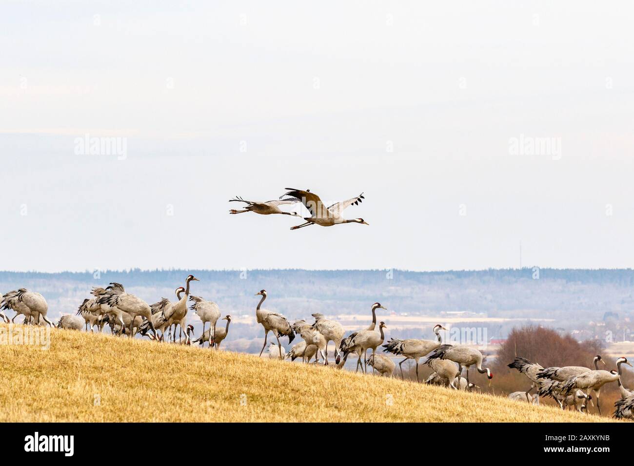 Landscape view with cranes in spring Stock Photo - Alamy