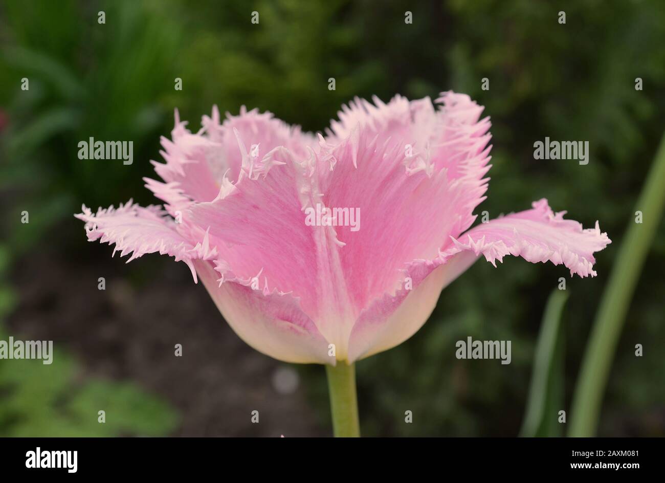 Tulip fancy frills hi-res stock photography and images - Alamy