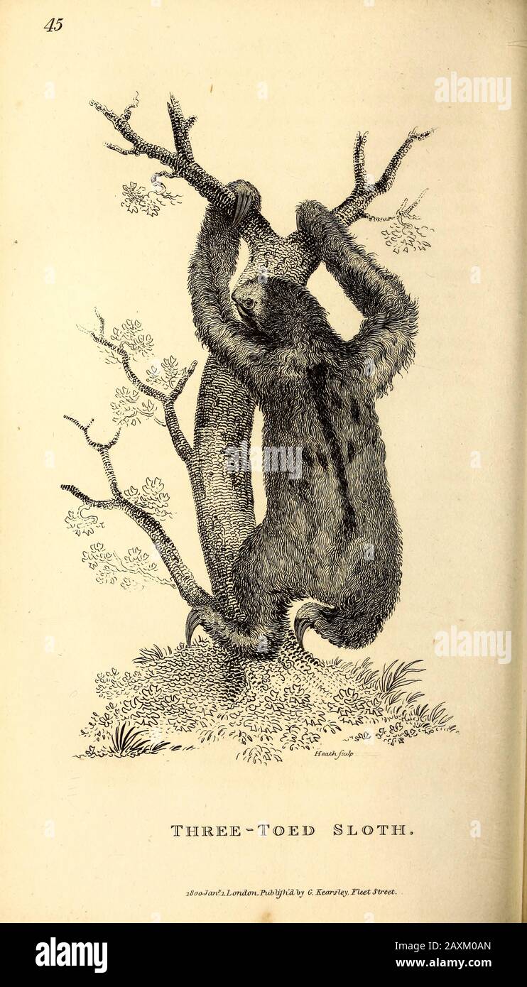 Three-toed Sloth from General zoology, or, Systematic natural history ...