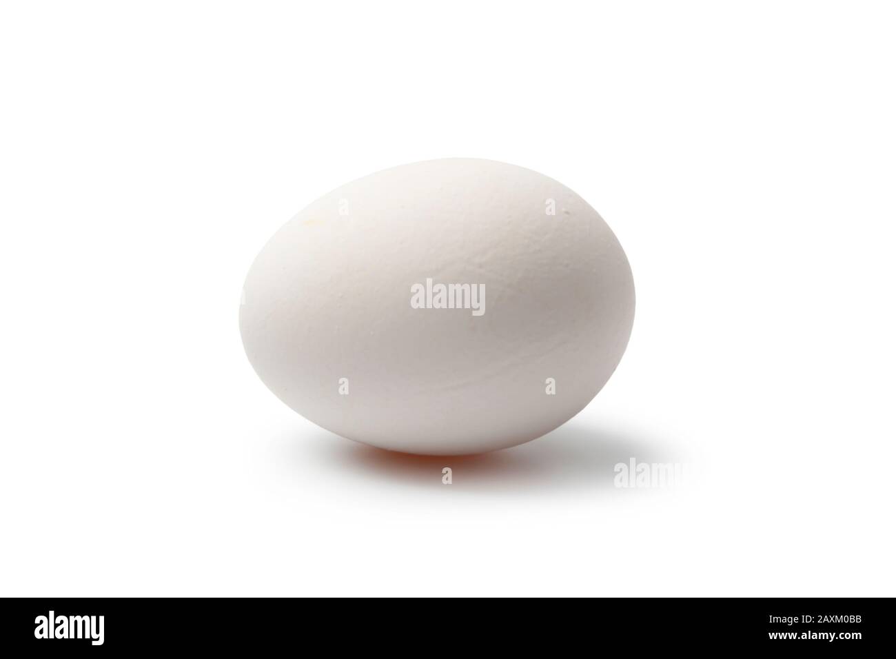 White egg casing hi-res stock photography and images - Alamy