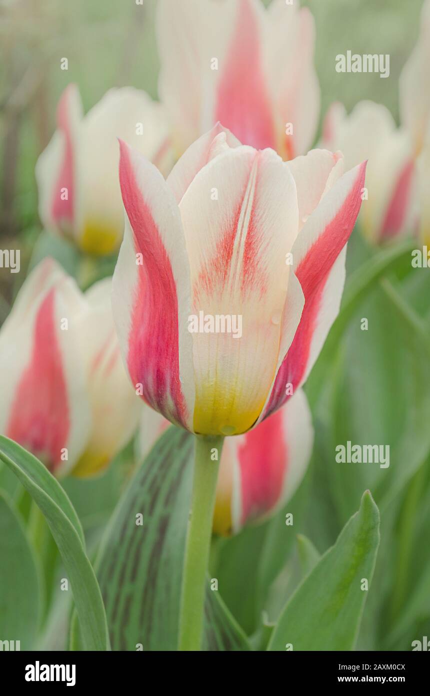 Sturdy stems hi-res stock photography and images - Alamy