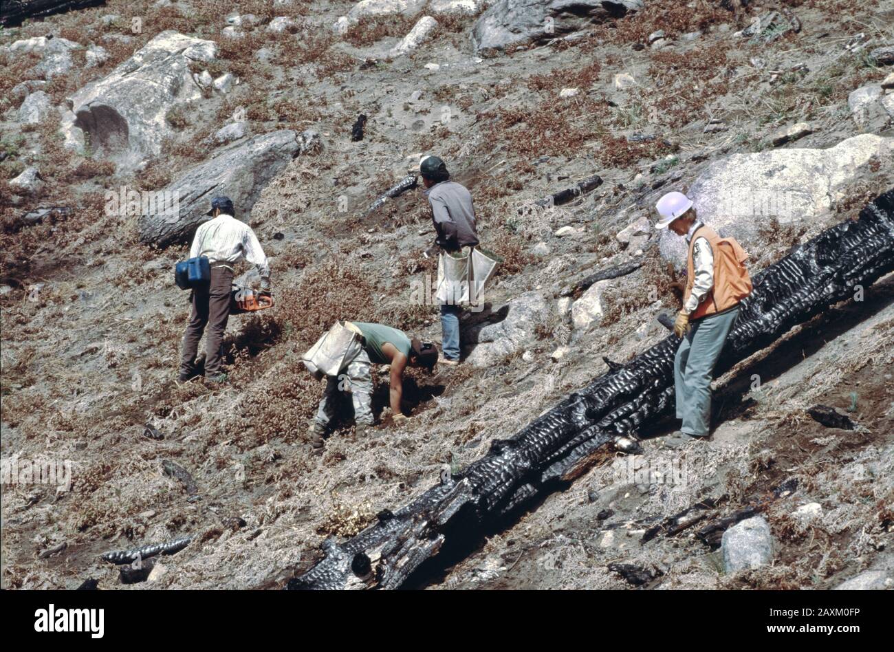 Field crew planting young Ponderosa Pine 'Pinus ponderosa' seedlings ...