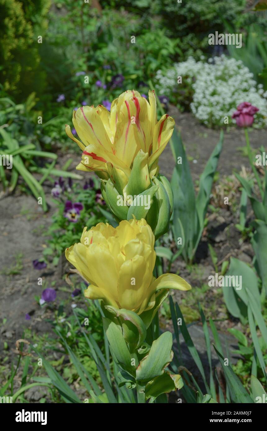 Yellow flowers tulips flowering in tulips Fruit Cocktail. Group of ...