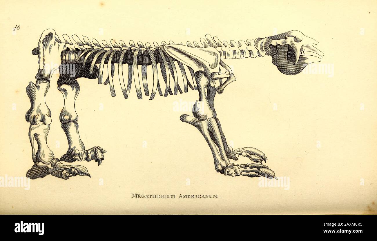 Megatherium Americanum skeleton from General zoology, or, Systematic ...