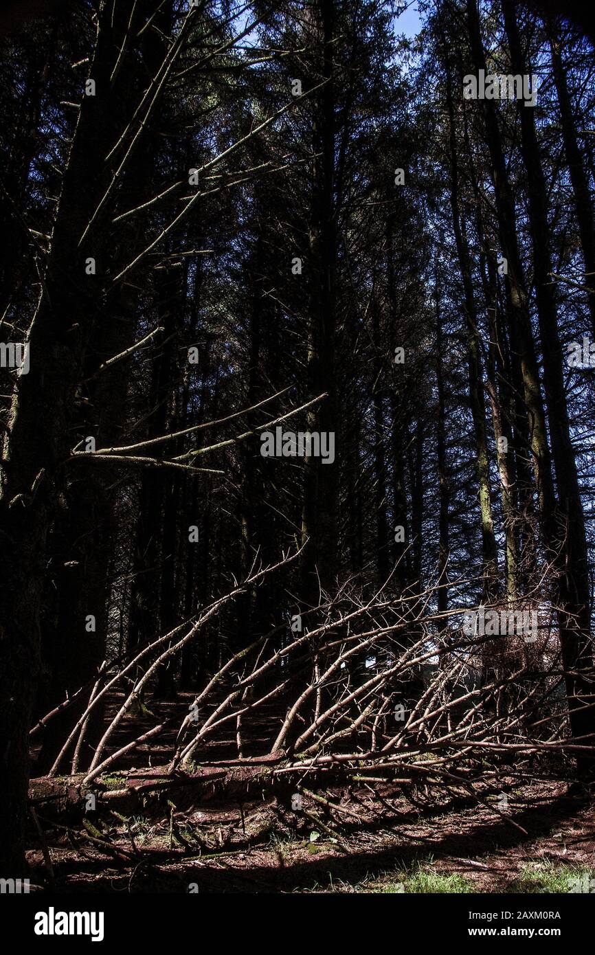 Conifer wood hi-res stock photography and images - Alamy