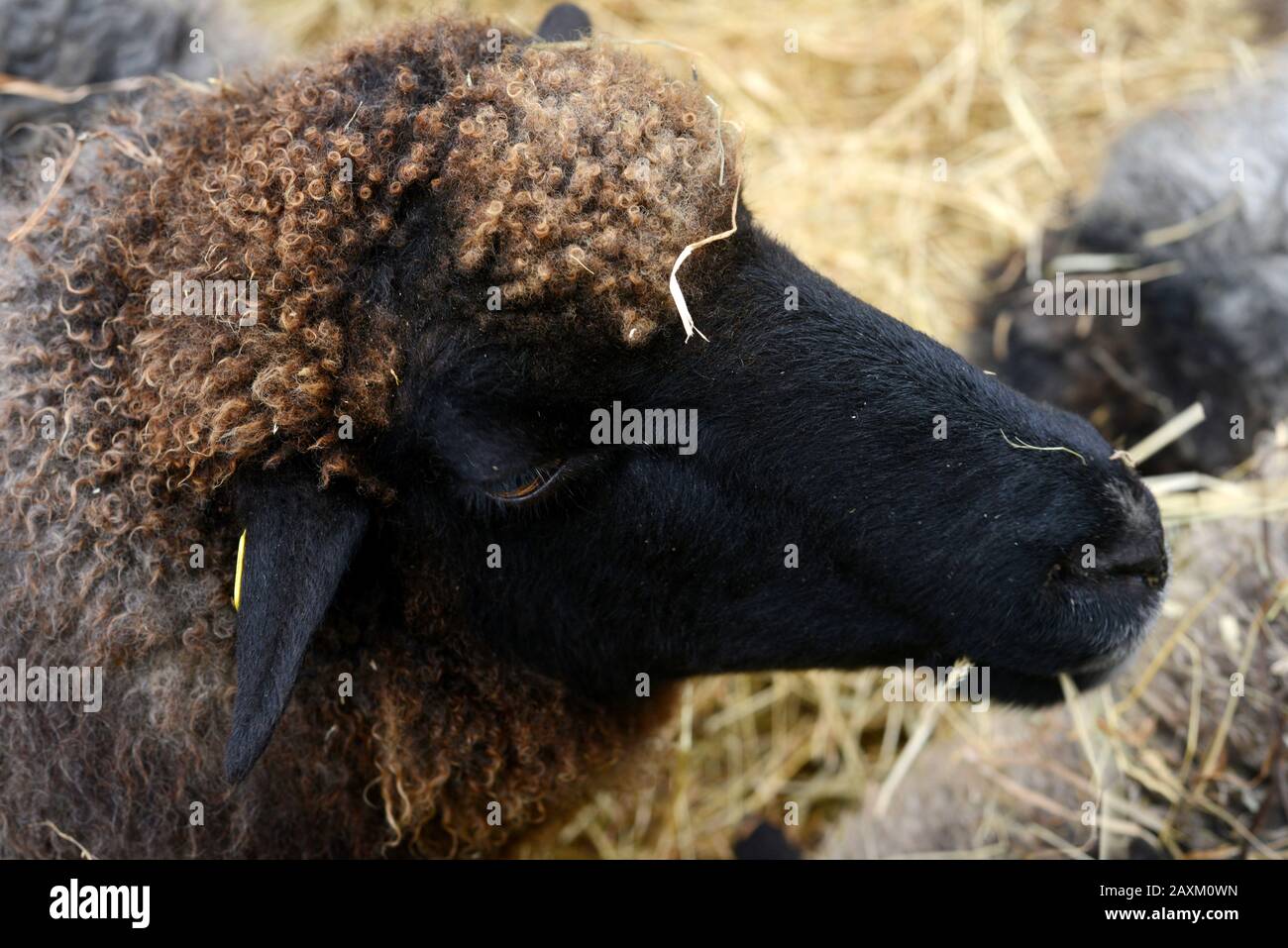 A sheep with a black head and with curly hairs eating in the stable ...