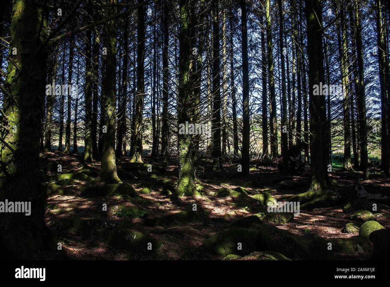 Leafy Woodland High Resolution Stock Photography and Images - Alamy