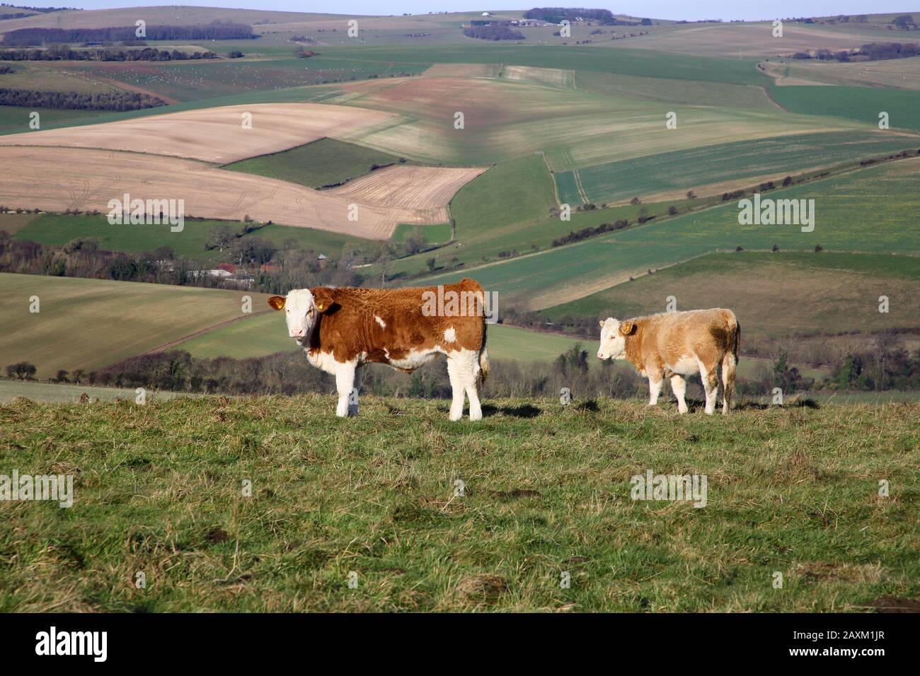 Sussex cows hi-res stock photography and images - Alamy